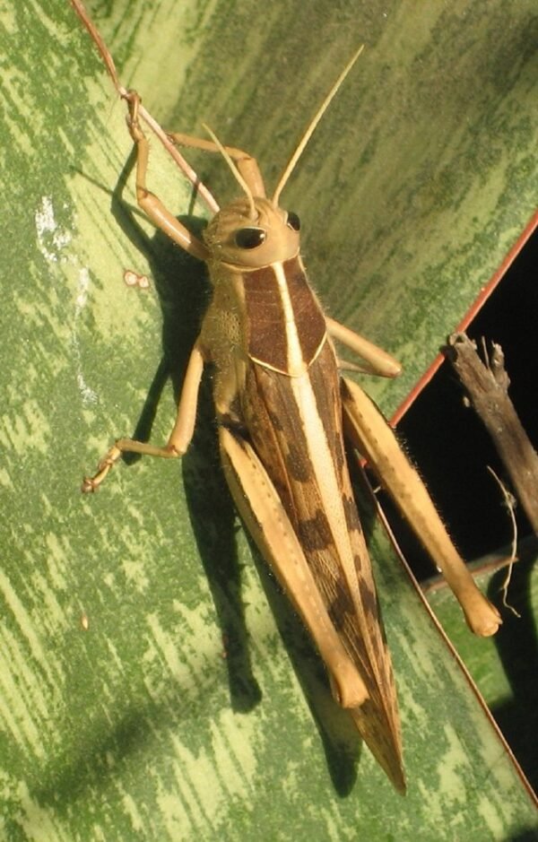 Nzige, Parare, madumadu na tunutu ni wadudu gani? (Yoeli 2:25)? – Site ...